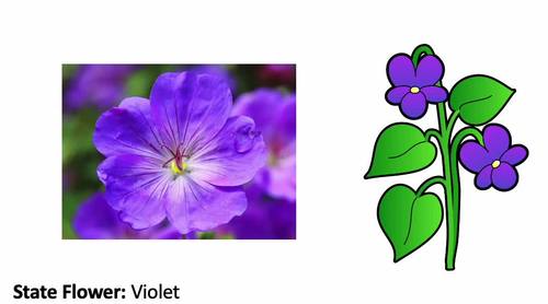 New Jersey Powerpoint, 50 States, Special Education | TPT