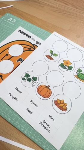 All About Pumpkins | Pumpkin Life Cycle, Parts, Vocabulary & Science ...