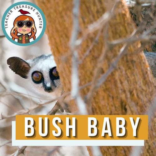 Bush Baby Africa animal research information article for writing animal ...