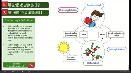 Organisms and Energy Interactive Diagram by Science With Mrs Lau
