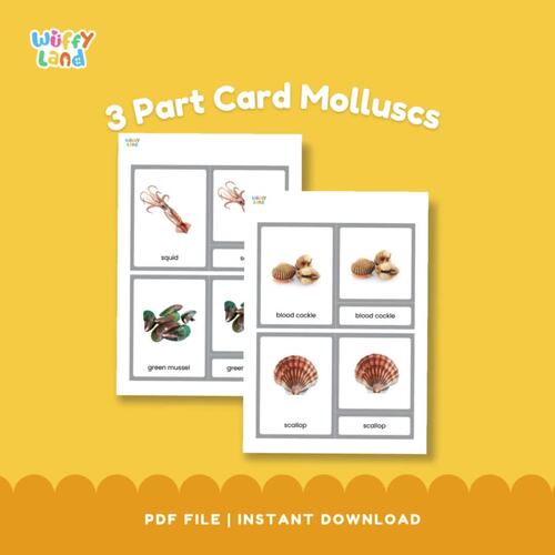 Montessori 3 Part Card Zoology mollusks or molluscs by Wuffyland