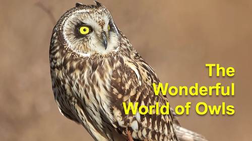 The Wonderful World of Owls by Teacher to Teacher Press | TPT