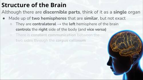 AP Psychology - Biological Basis of Behavior - Unit 1 Lecture Bundle