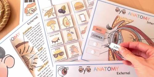 Human Eye Anatomy Bundle – Fun & Educational Worksheets, Activities & Facts