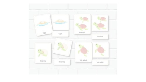 Life Cycle of a Turtle, Turtle Anatomy, 3 Part Montessori Cards, Nature ...