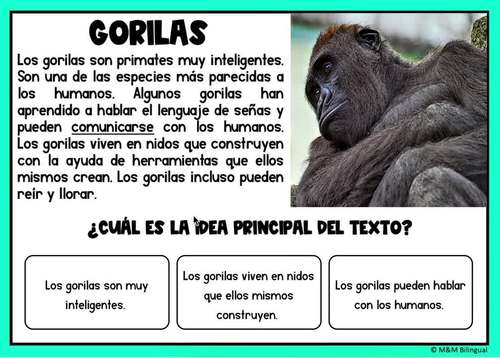 Reading Comprehension in SPANISH | Boom Cards BUNDLE by MM Bilingual