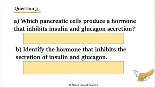 Pancreas Gland Digital and Print Endocrine System Activity | TPT