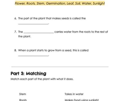 Grade 3 Science Plants Quiz: Life Cycle, Plant Parts & More! Young Learners