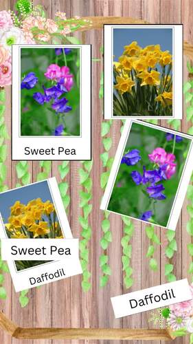 Spring Flowers Montessori 3-Part Cards Early Reading & Language Development