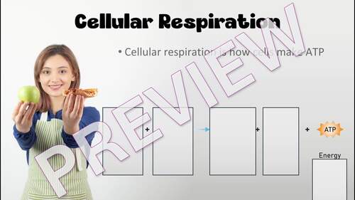 Energy Pyramid & Food Webs Lesson BUNDLE! by Science With Grapes