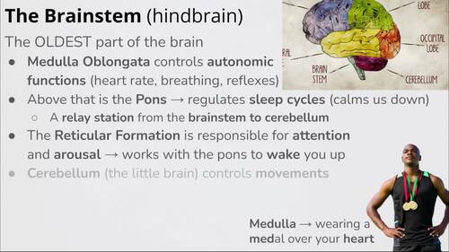 medulla function ap psych