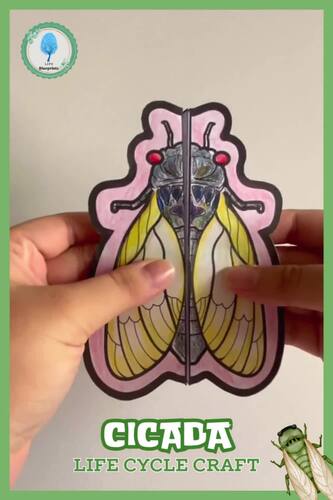 Cicada Life Cycle Learning Activity For Kids | Insect Unit study