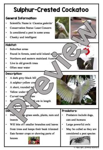 Information Text: 2 Sulfur-Crested Cockatoo texts, Diagram & Writing ...