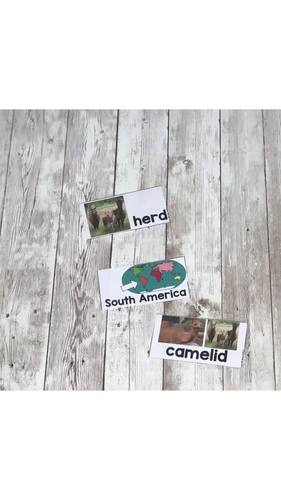 Cows and Cowboys Passages with Comprehension Questions and Writing ...