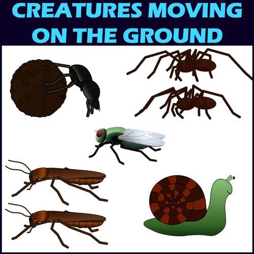 Insect GIFs MINI BUNDLE - Animated Bugs Clip Art by Colleen's Cosmic ...