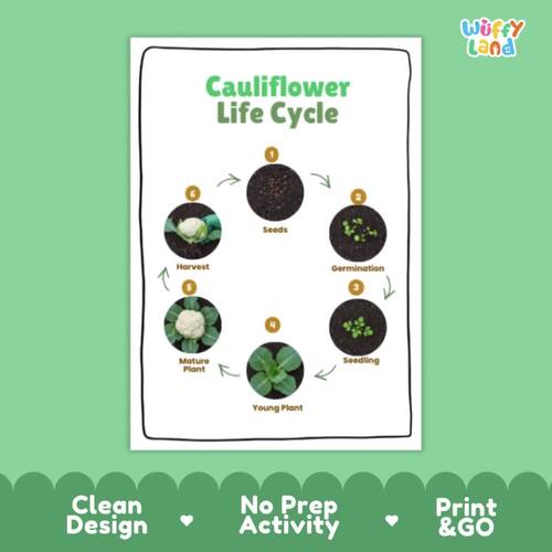 Cauliflower Life Cycle Activity Worksheet - Science Plant Growth Sequence