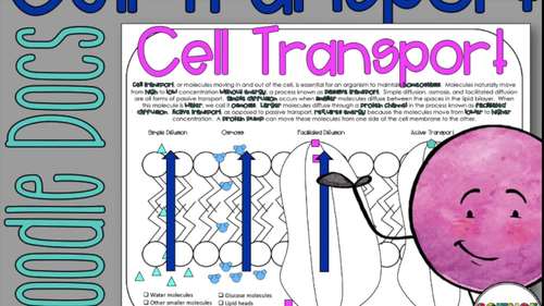 Cell Transport Doodle Docs Coloring Notes or Assessment | TpT