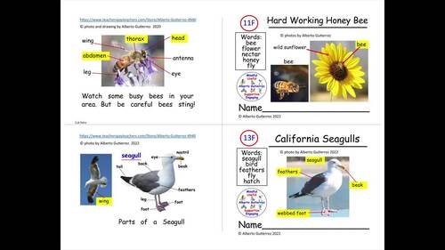 Double Book About Bees: Hard Working Honey Bee & California Seagull