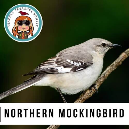 Northern Mockingbird information page for research and writing a bird ...