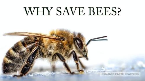 Why Save Bees?| Boom™ Learning Cards | Environmental Earth Science Lesson