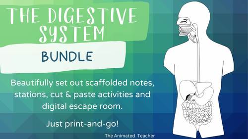 The Digestive System Activities and Stations Bundle Middle School