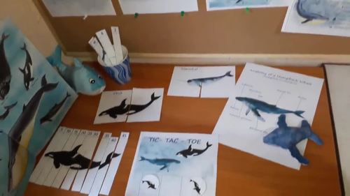 WHALE Unit Study • MEGA Printable wales bundle - anatomy, posters ...