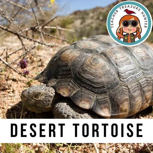 Desert Tortoise informational article | read and write about desert animals