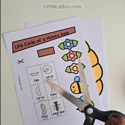 Bee Life Cycle Craft | Sequencing Cut and Paste Activity | Spring ...