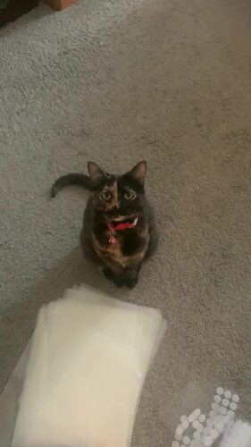 Errorless Letter T Lift a Flap Adapted Book for Special Education ...