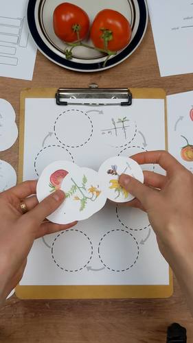 Tomato Mini Study: botany & plant life cycle mini unit by Wild Earth Lab