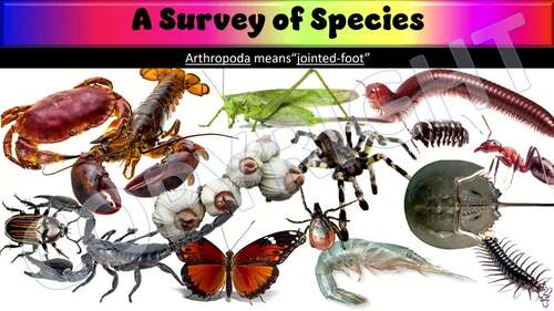 Arthropods PowerPoint Slideshow + FREE Guided Notes by Science With Grapes
