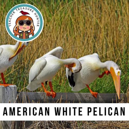 American white pelican research page for writing an animal research report