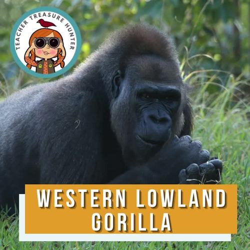 western lowland GORILLA African animals research pages informational ...