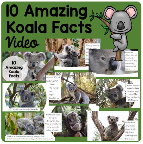 10 Amazing Koala Facts Video by Mrs L's Little Learners | TpT