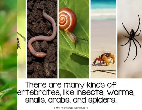 INVERTEBRATES - Projectable Read-Aloud Lesson - KINDER SCIENCE | TPT