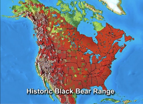 range black bear