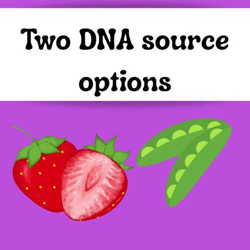 DNA Extraction Lab High School Biology Hands on Activity Strawberry ...