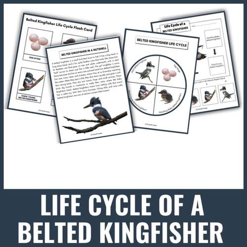Belted Kingfisher Life cycle, North American Birds science unit study ...
