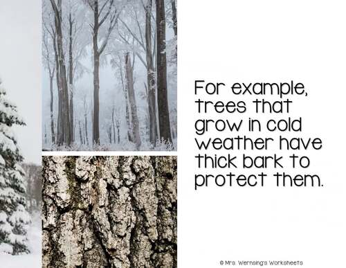 Plants Adapt! Projectable Read-Aloud Lesson - KINDER SCIENCE | TPT