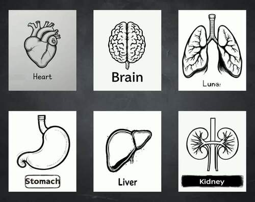 Body Organs Coloring Pages – Learn & Color Anatomy by Colorful ...