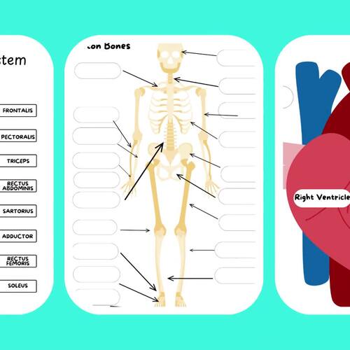 Human Body Systems Bundle Cut & Paste Worksheets | Middle School ...