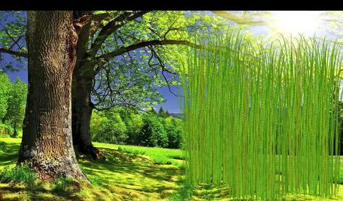 Going on a Bear Hunt Green Scene Background - Distance Learning Activity