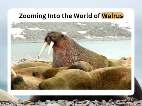 NO PREP All About Walrus Presentation, a Wild Animal Adventure 3rd-6th ...