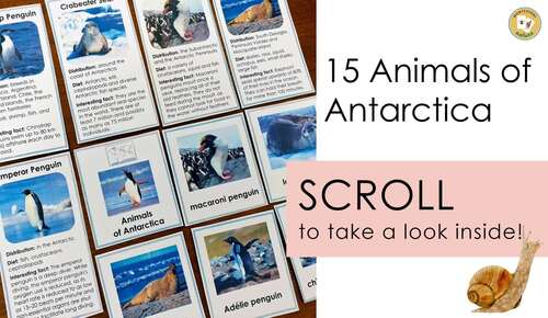 15 Animals of Antarctica Montessori 3 Part Cards & Information | TPT