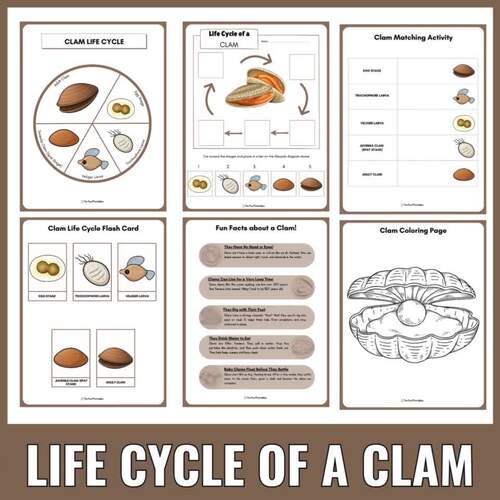 Life Cycle of a Clam Worksheet | Ocean Themed Diagram Cut & Paste ...
