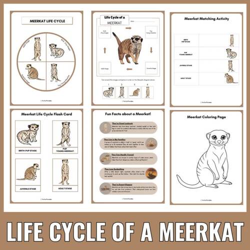 Meerkat Life Cycle Worksheet | Desert Animals Science Activities & Fun ...