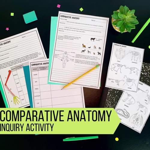 Comparative Anatomy: Homologous, Analogous, Vestigial Structures by ...