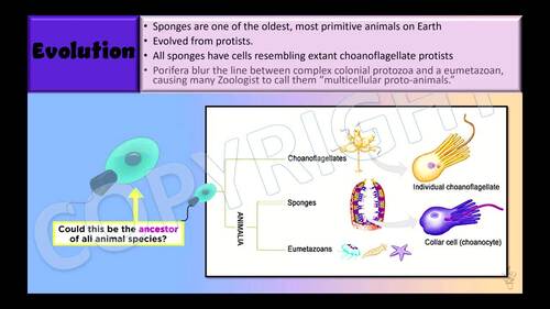 Phylum Porifera Sponges Complete Lesson Bundle by Science With Grapes
