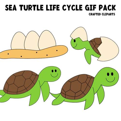 Simple Sea Turtle Life Cycle GIF Pack by Crafted Cliparts | TPT