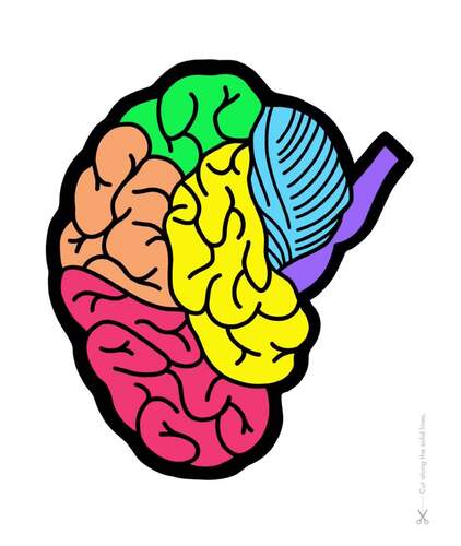 Human Brain Anatomy Activity, Brain Puzzle, Brain Diagram, Human Body